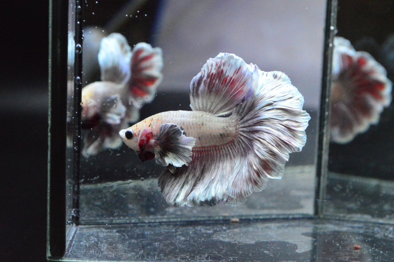 No. 4446 레드 빅이어 HM | 물생활 1등 커뮤니티 커머스 플랫폼